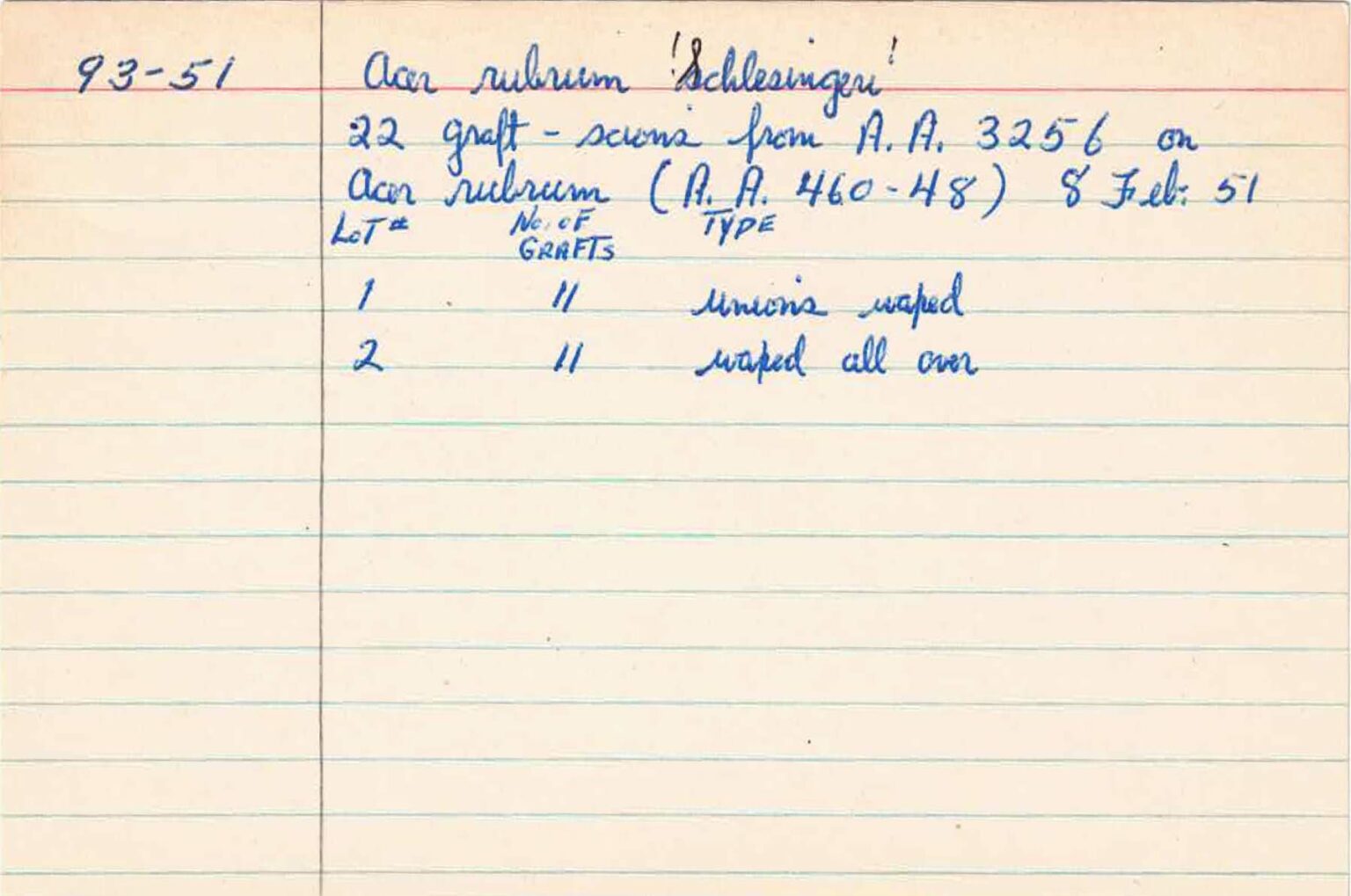 ‘Schlesingeri’ Red Maple - Arnold Arboretum
