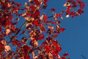 Arnold Selects - Arnold Arboretum