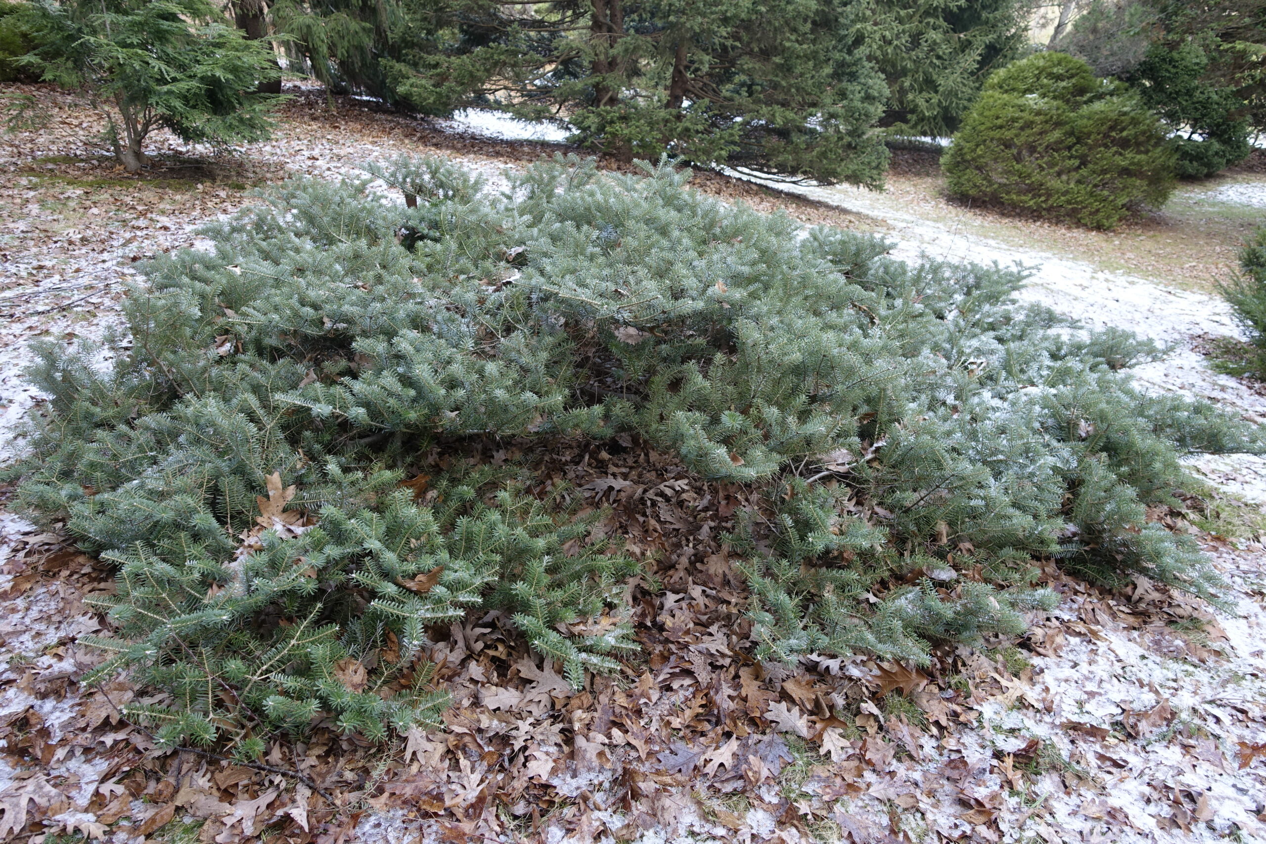 Arnold Selects - Arnold Arboretum | Arnold Arboretum