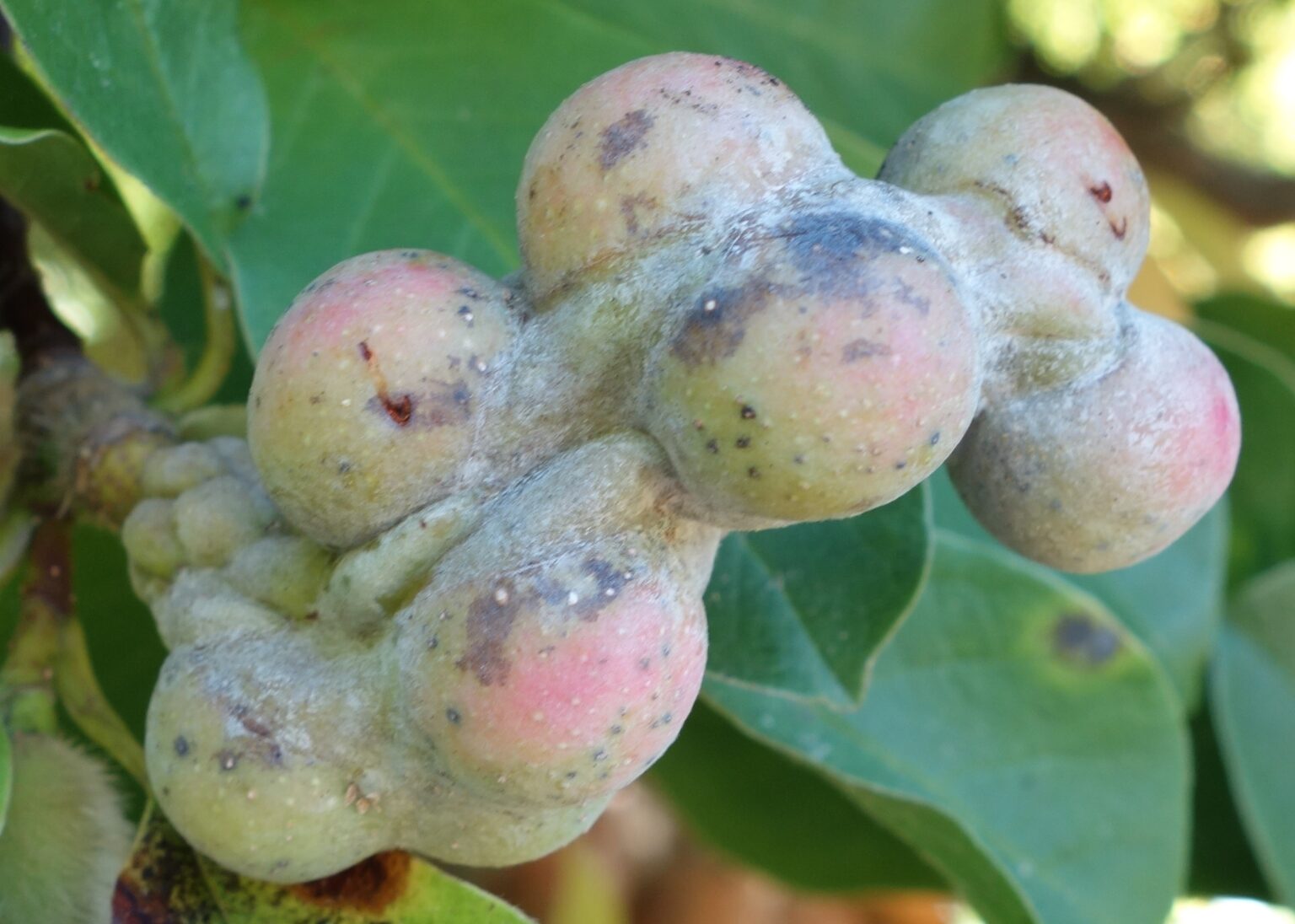 ‘Merrill’ Loebner Magnolia - Arnold Arboretum