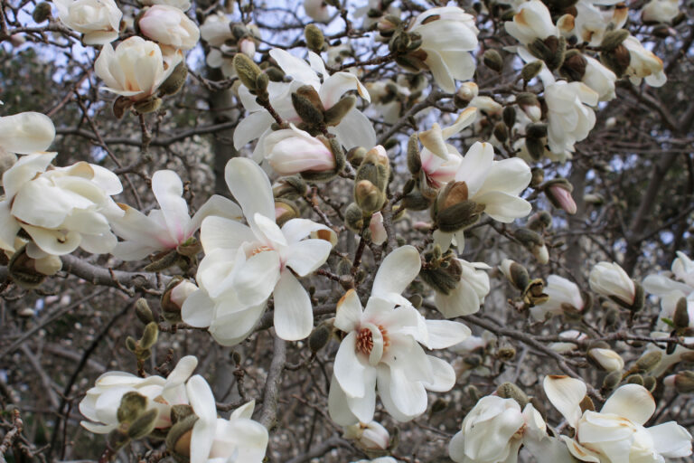 ‘Merrill’ Loebner Magnolia - Arnold Arboretum