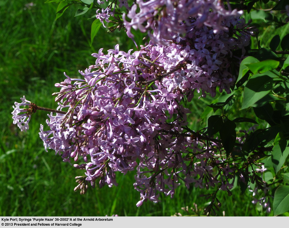 Purple Haze Lilac - Arnold Arboretum | Arnold Arboretum
