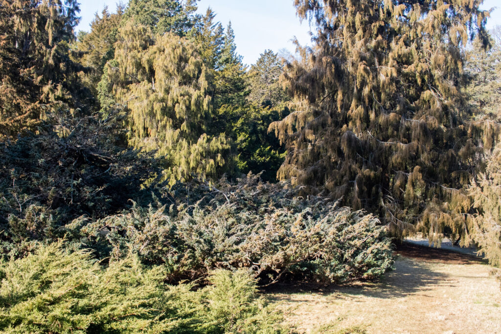 Ode to the Junipers - Arnold Arboretum | Arnold Arboretum