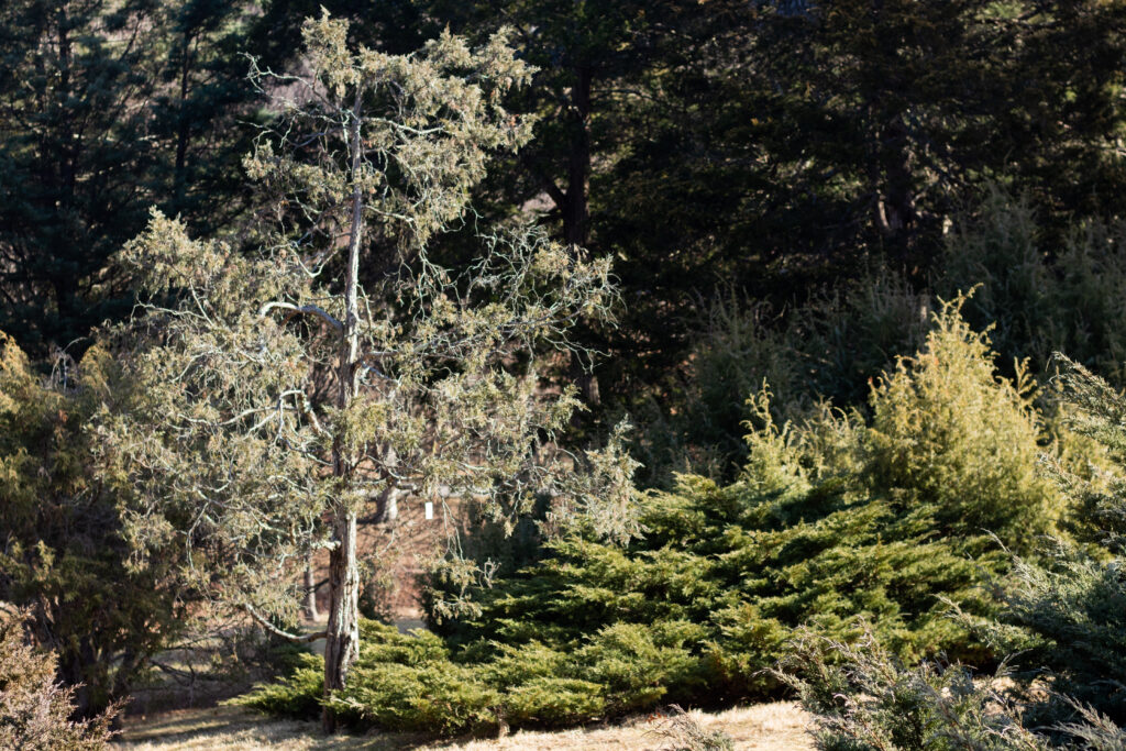 Ode to the Junipers - Arnold Arboretum