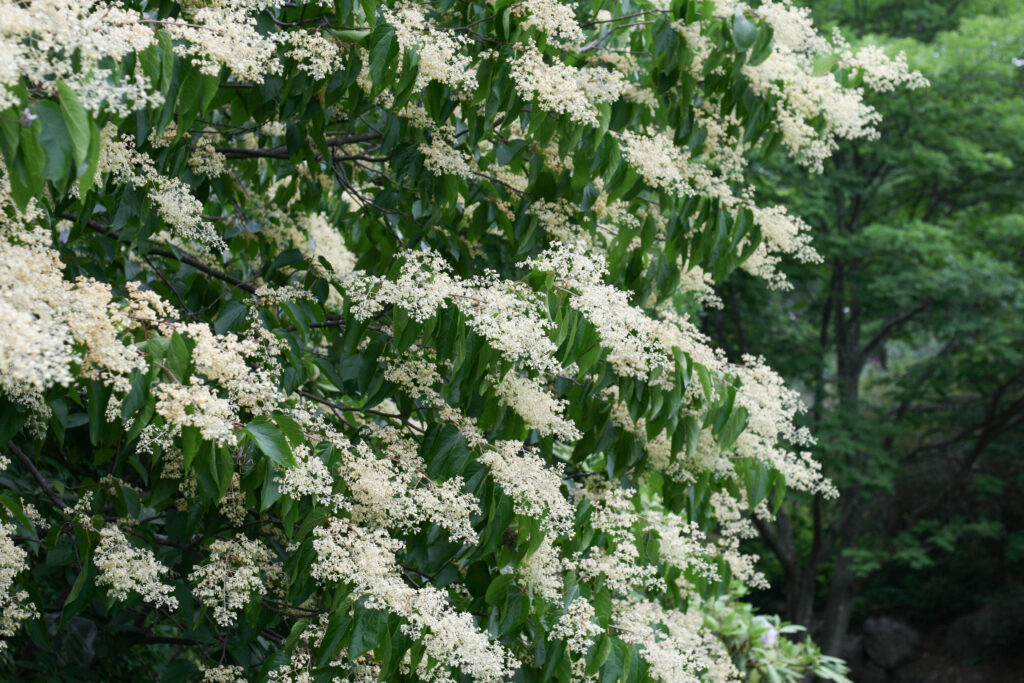 Poliothyrsis sinensis: Chinese pearlbloom - Arnold Arboretum | Arnold ...