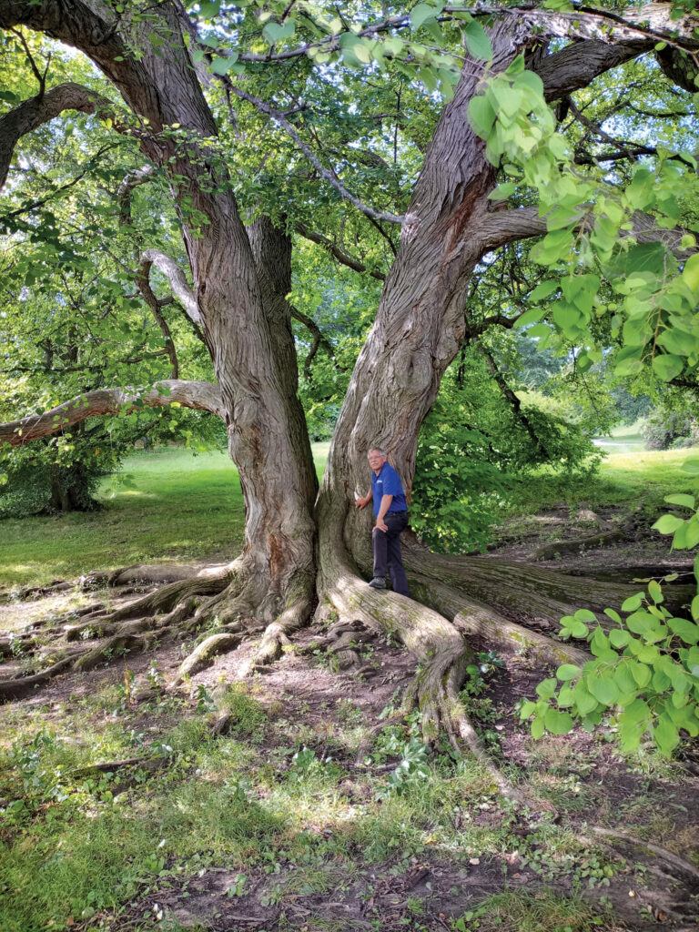 The Resilient Trees of Flower City - Arnold Arboretum
