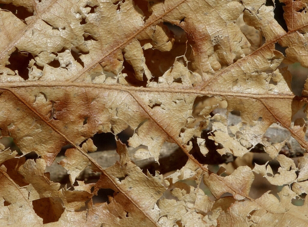The Essence of Marcescence - Arnold Arboretum