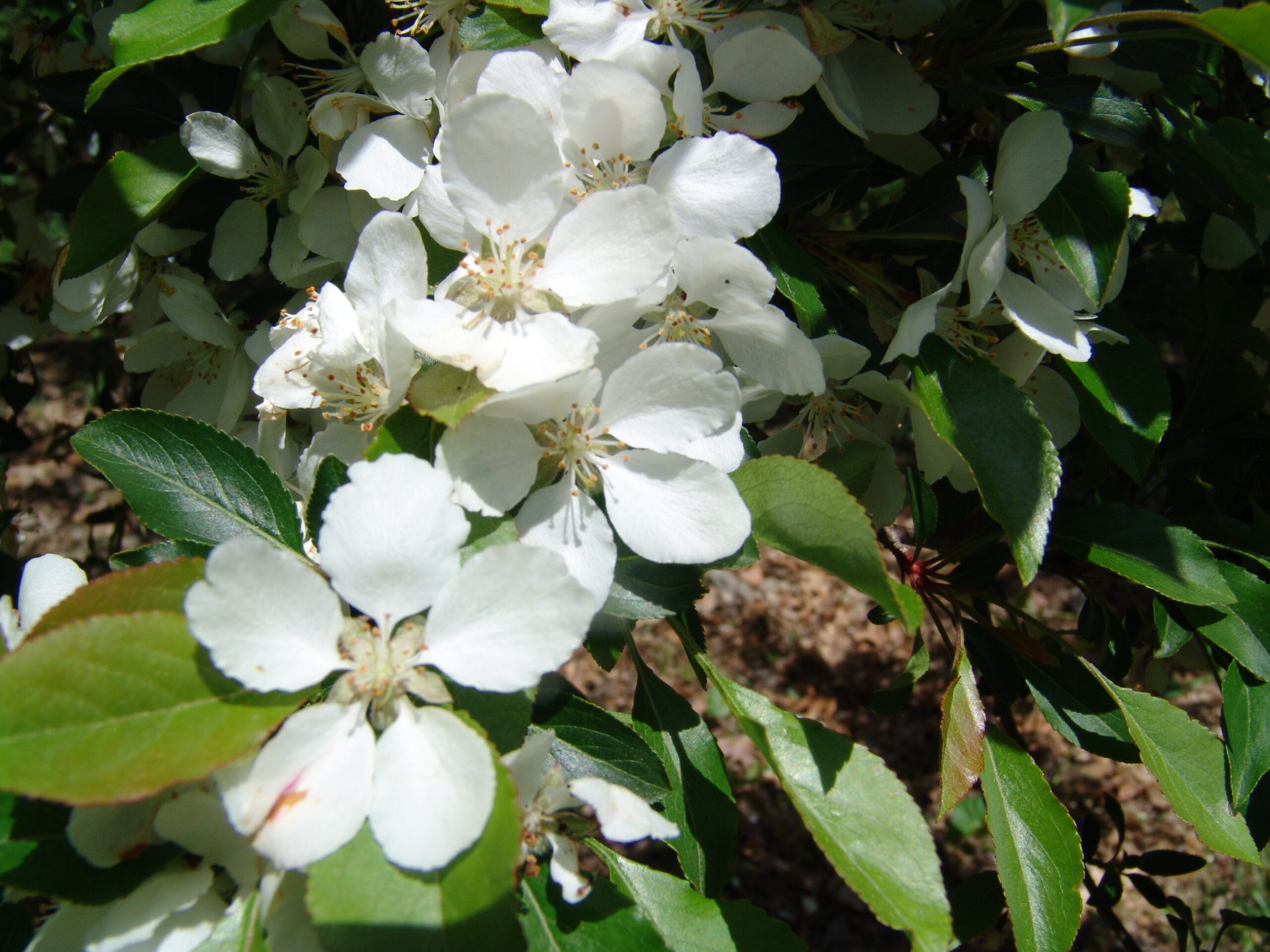 Community Engagement - Arnold Arboretum | Arnold Arboretum