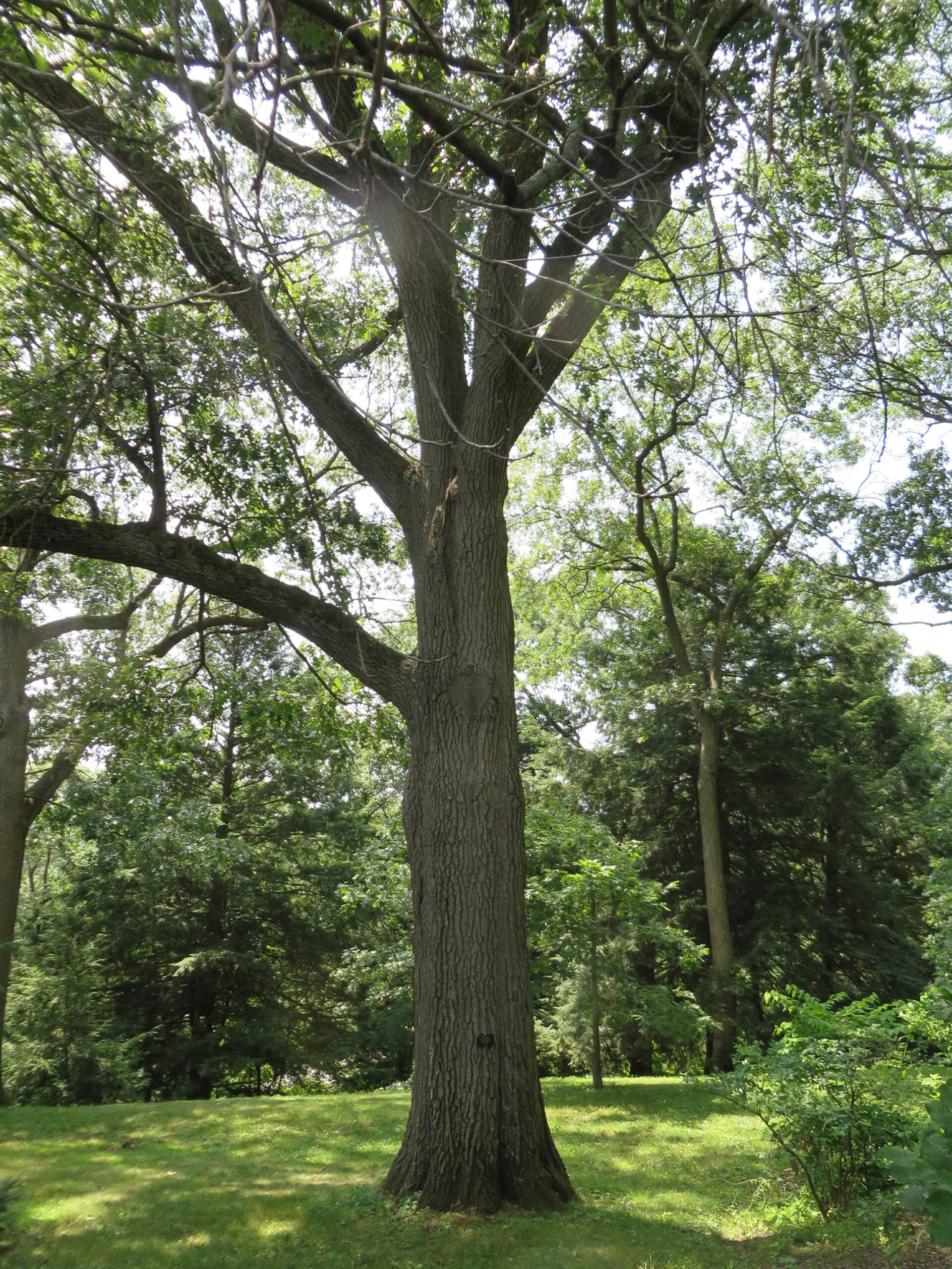 Community Engagement - Arnold Arboretum | Arnold Arboretum