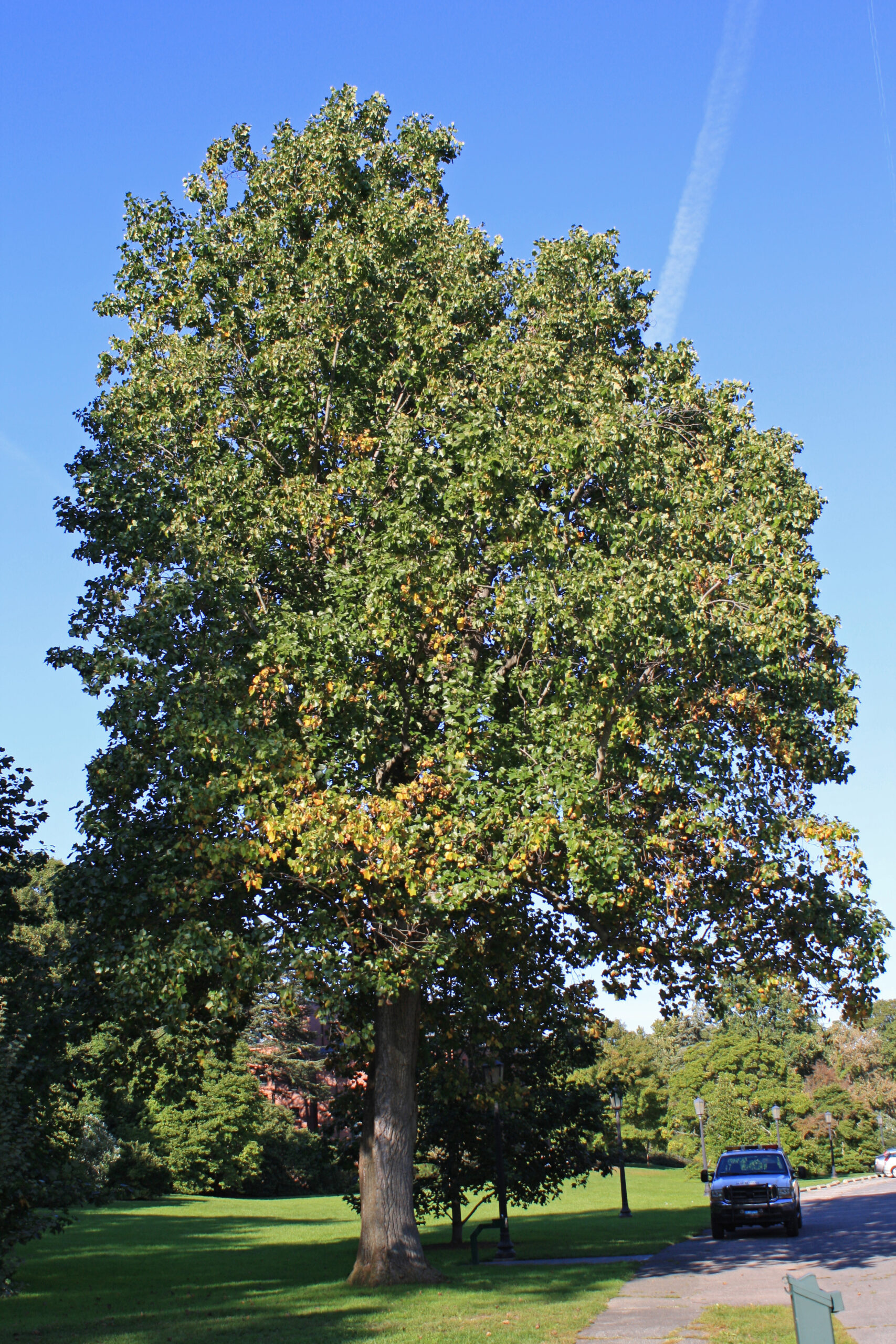 Community Engagement - Arnold Arboretum | Arnold Arboretum