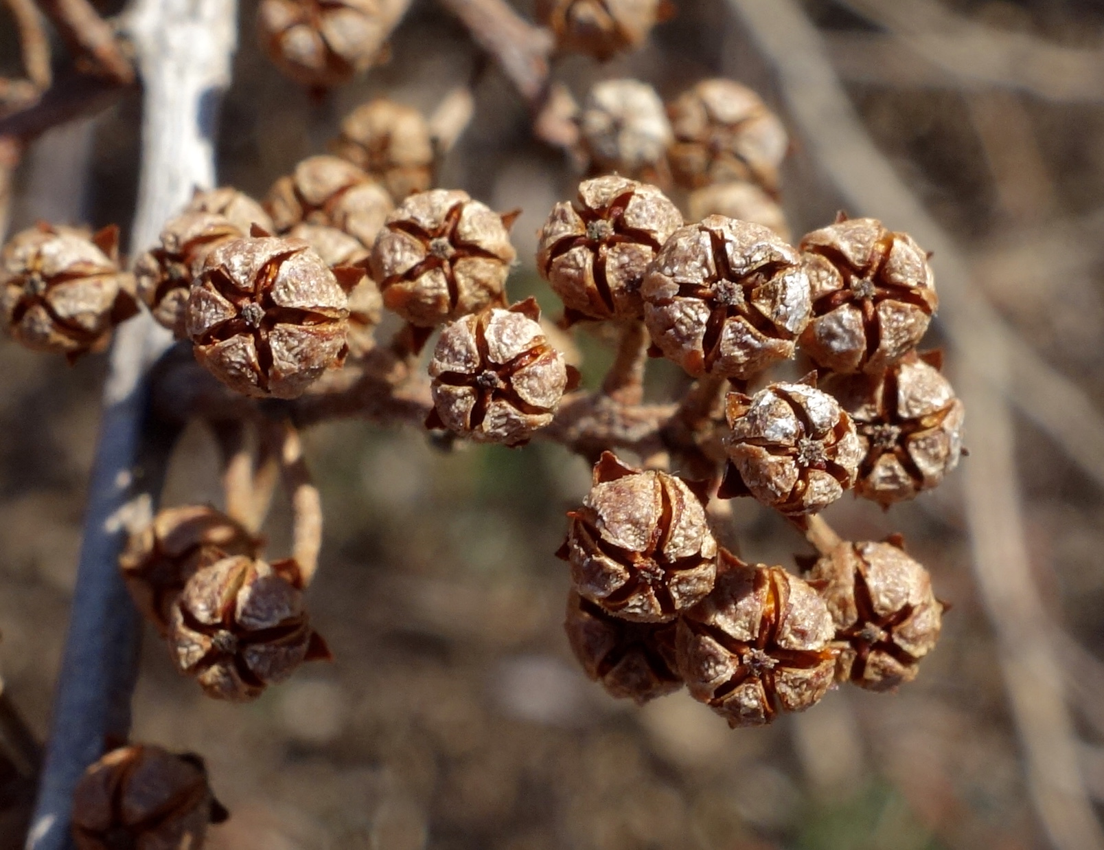 Community Engagement - Arnold Arboretum | Arnold Arboretum