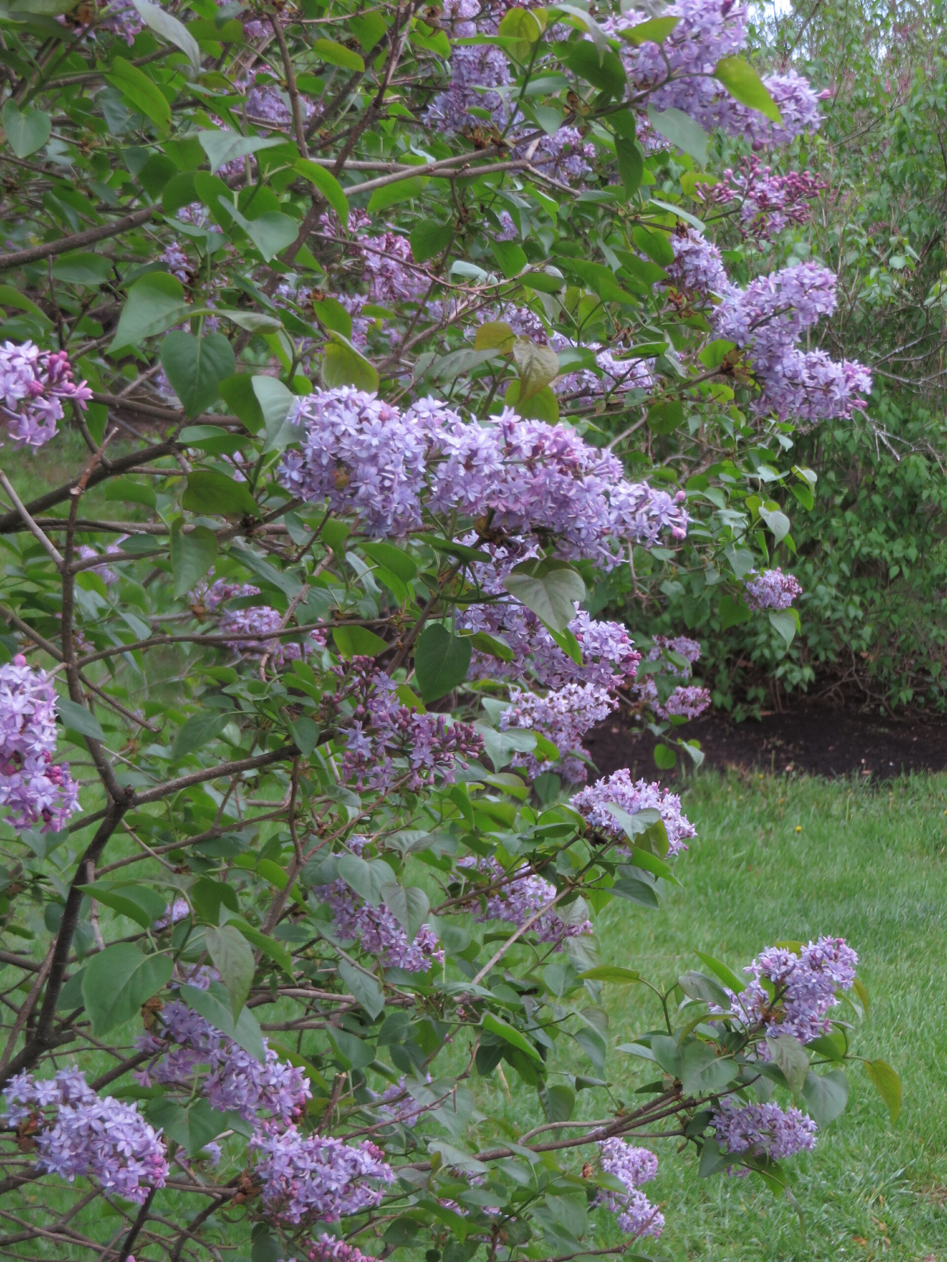 Community Engagement Arnold Arboretum Arnold Arboretum