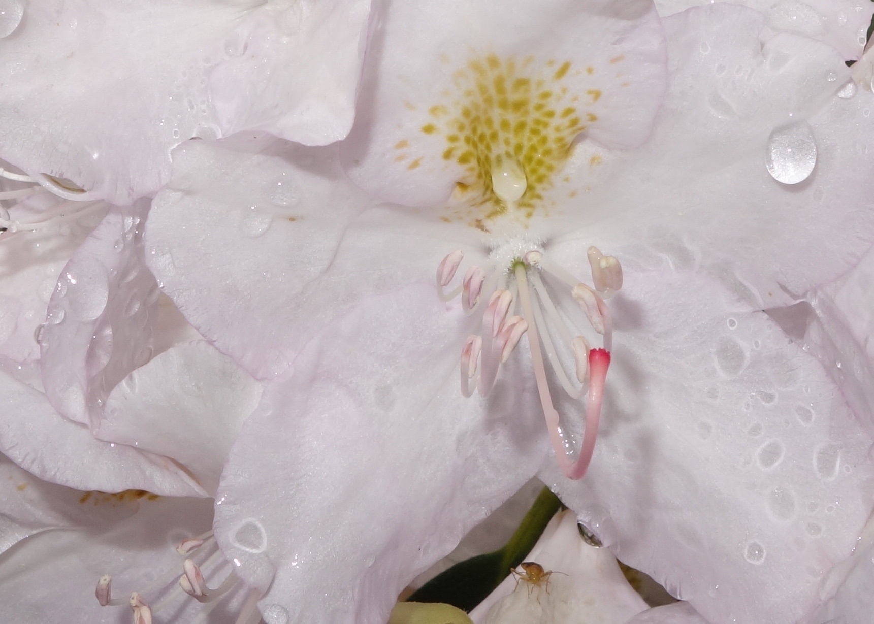 Community Engagement - Arnold Arboretum | Arnold Arboretum