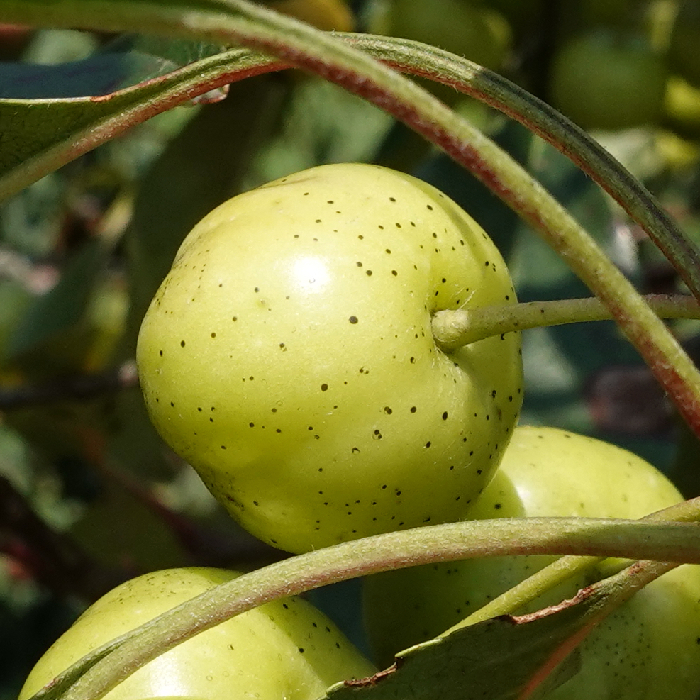 Community Engagement - Arnold Arboretum | Arnold Arboretum