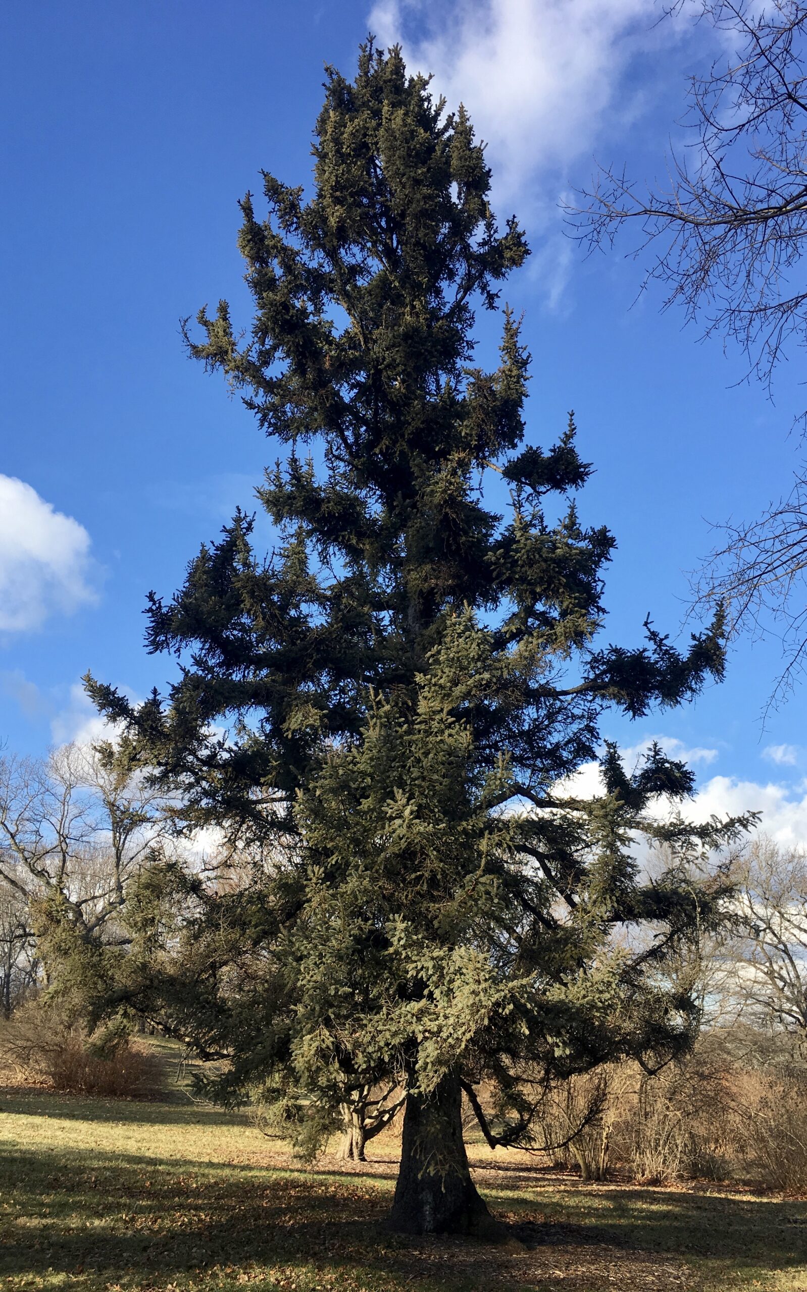 Community Engagement - Arnold Arboretum | Arnold Arboretum