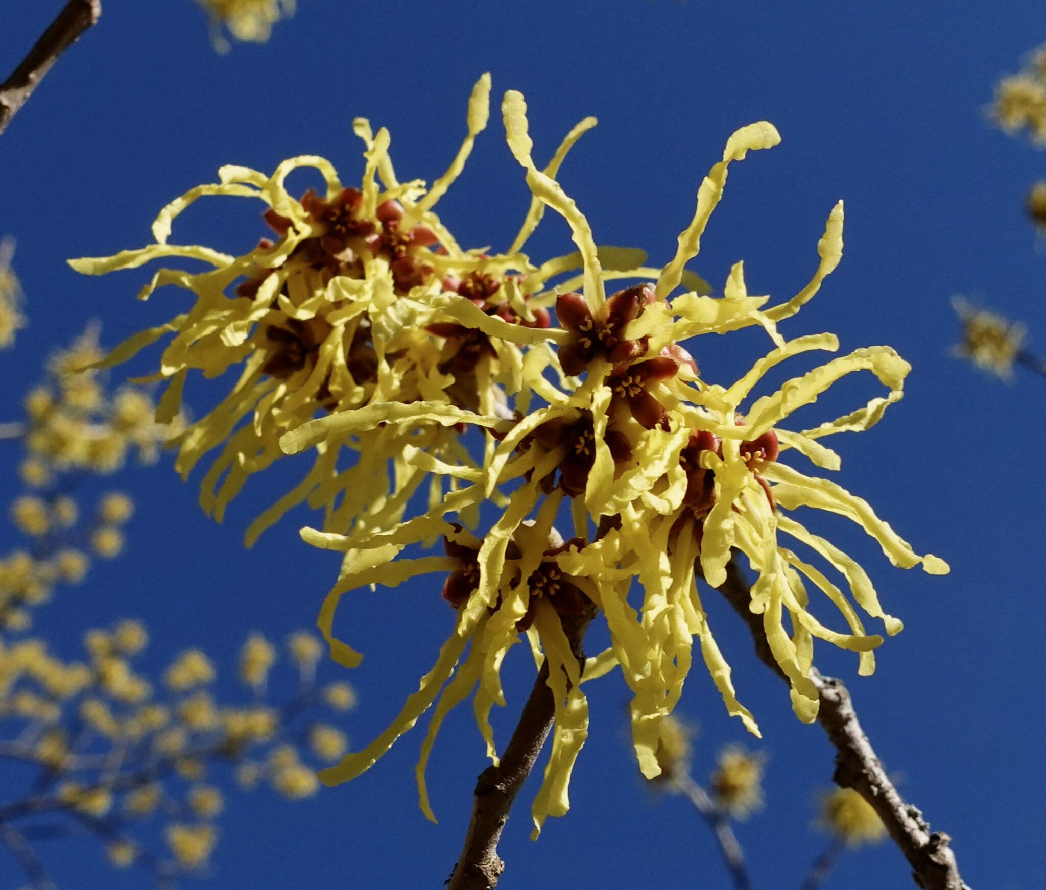 Hooray for Hybrid Witch-hazels - Arnold Arboretum