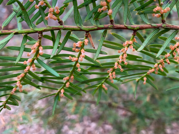 Florida Yew - Arnold Arboretum