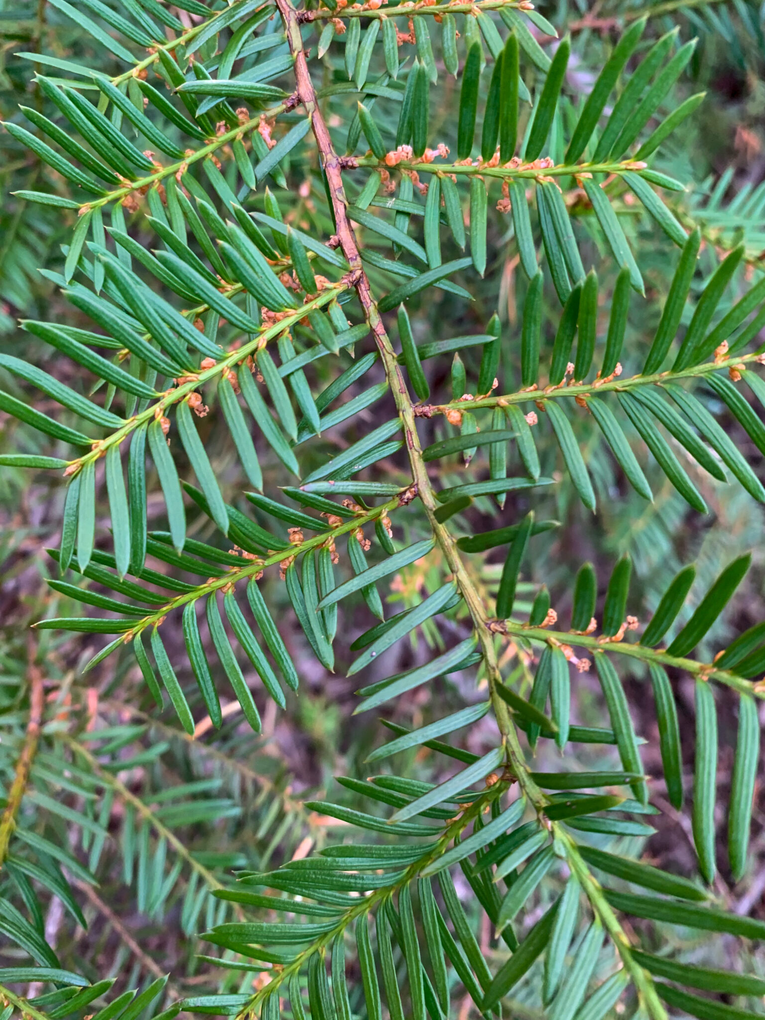 Florida Yew - Arnold Arboretum