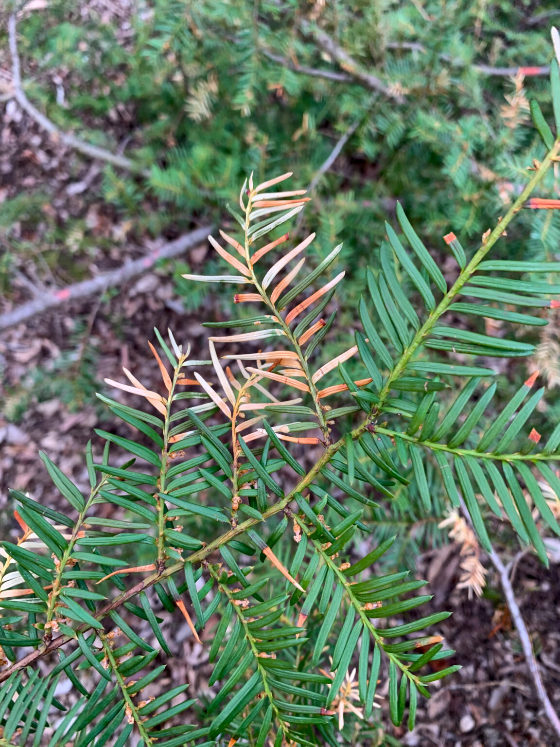 Florida Yew - Arnold Arboretum