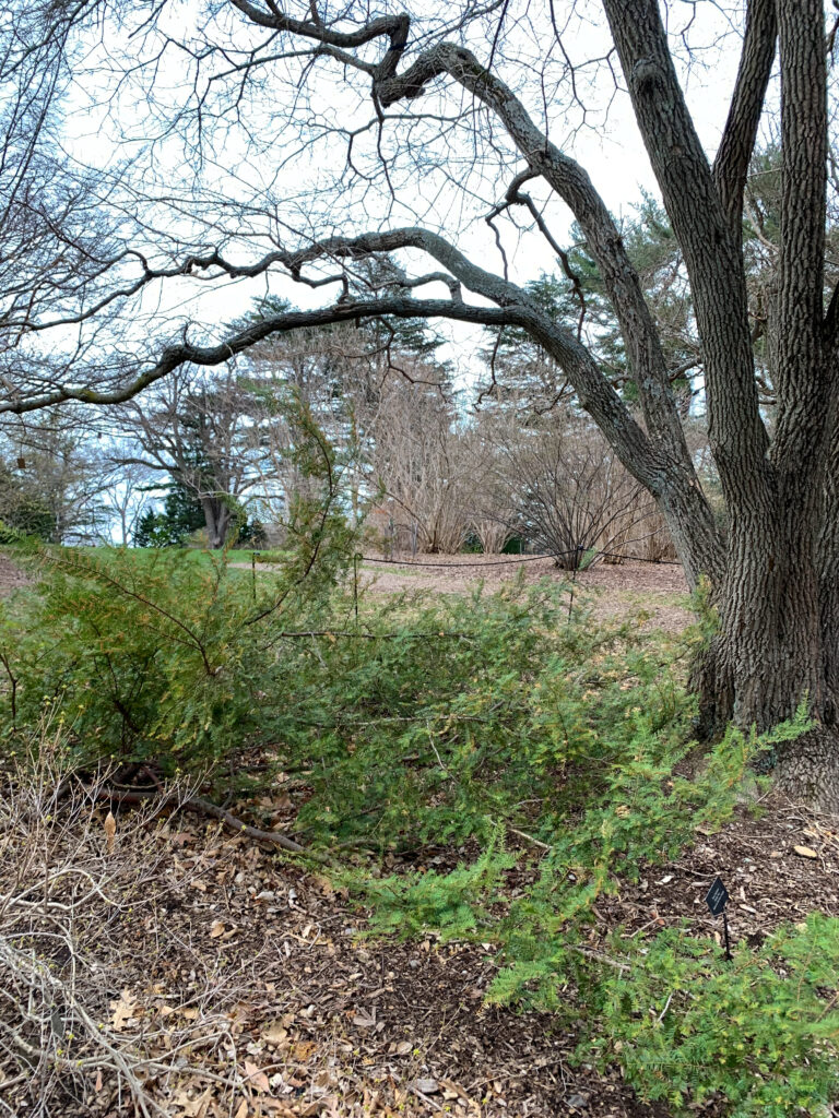 Florida Yew - Arnold Arboretum