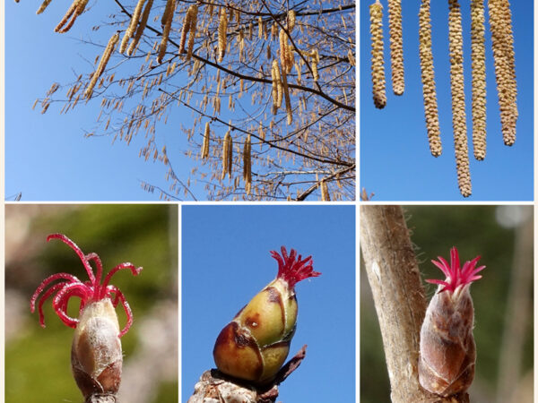 Hazels and Filberts in Full Bloom at the Arnold - Arnold Arboretum ...