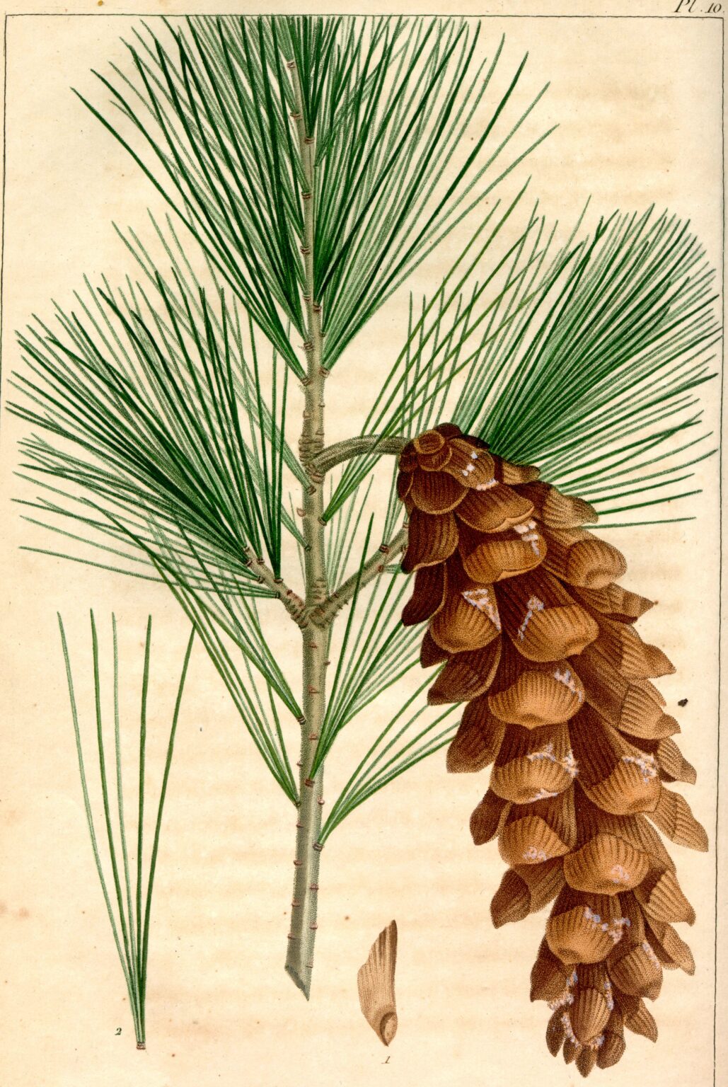 Library and Archives - Arnold Arboretum