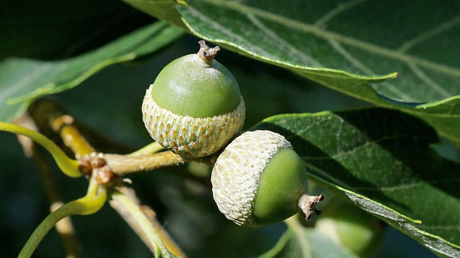 The Arnold Arboretum of Harvard University | Arnold Arboretum