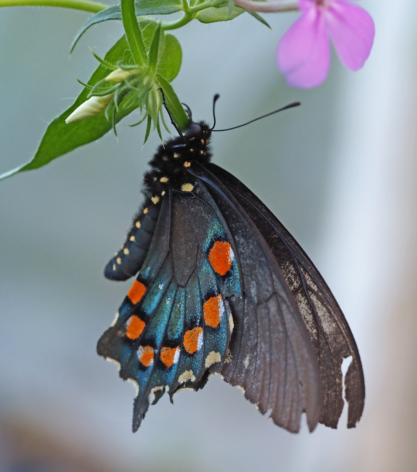 A Butterfly Effect - Arnold Arboretum | Arnold Arboretum