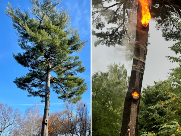 Nature Throws a Bonfire at the Arnold Arboretum - Arnold Arboretum ...