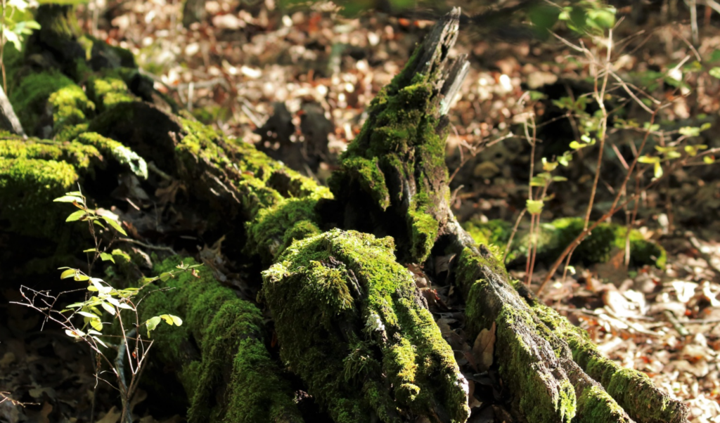 Explore with Us! - Arnold Arboretum