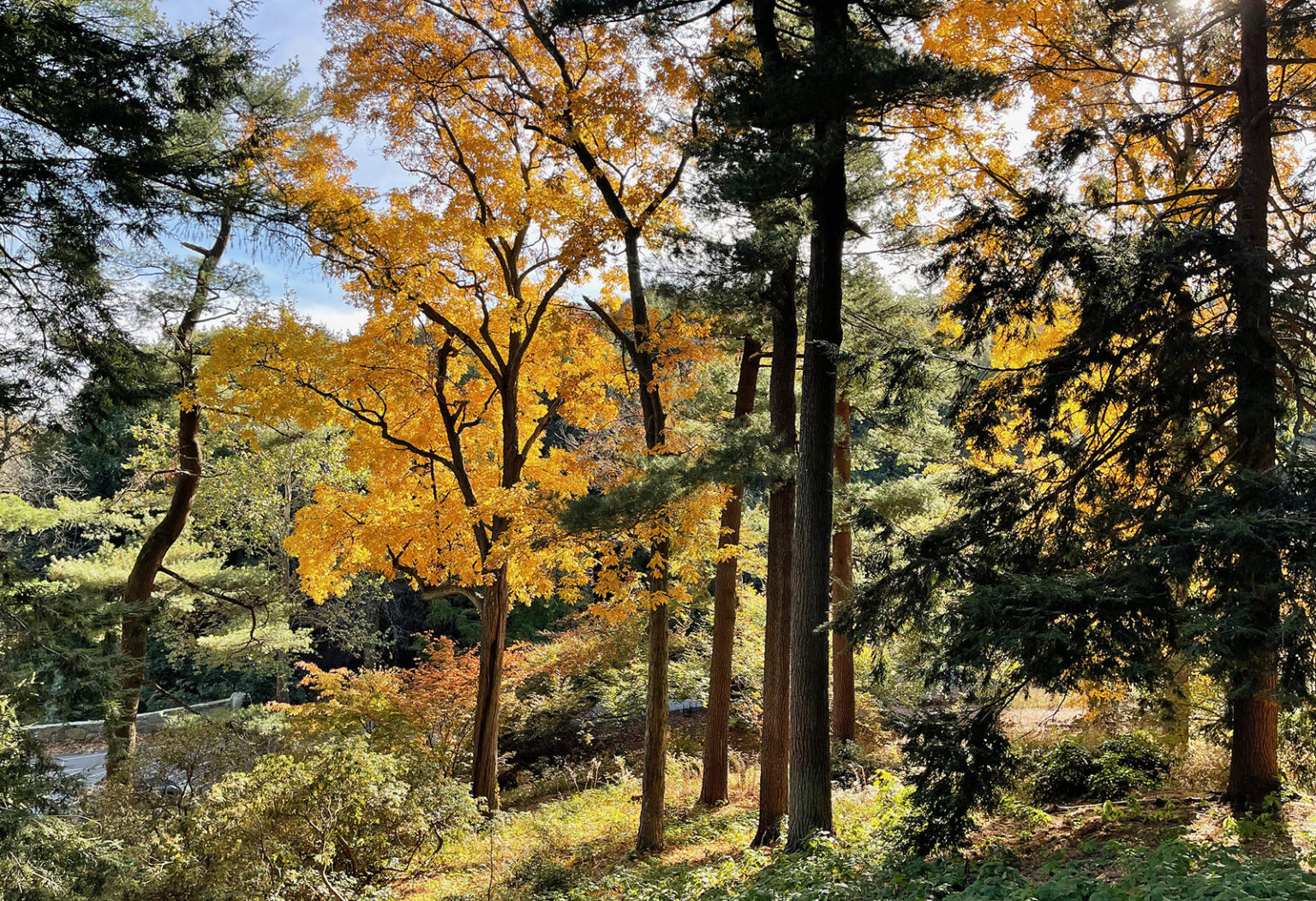The Arnold Arboretum of Harvard University