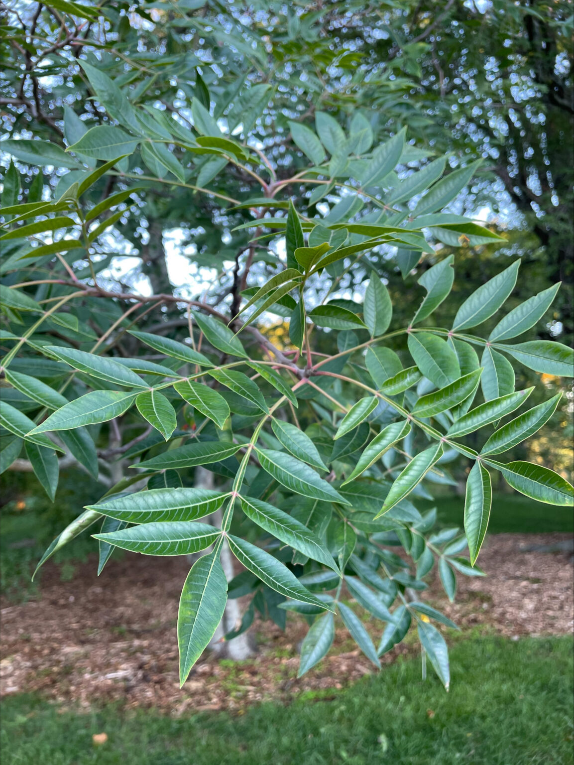 Unconventional Beauty - Arnold Arboretum