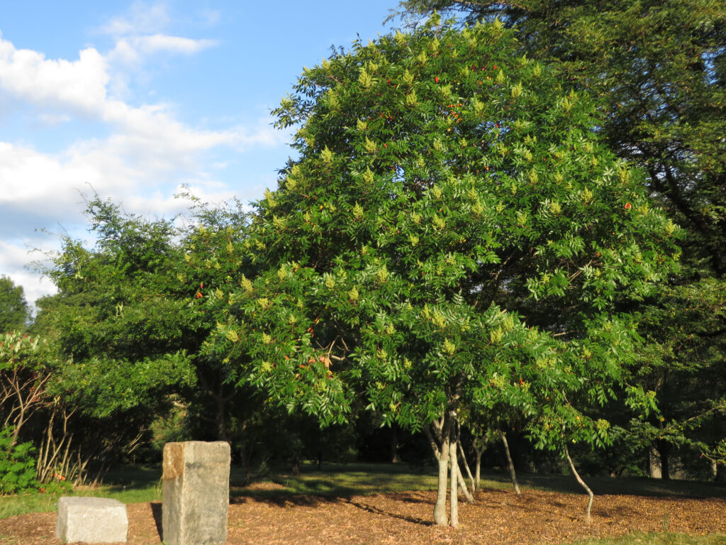 Unconventional Beauty - Arnold Arboretum | Arnold Arboretum