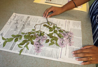 Vouching For What We Grow | Arnold Arboretum