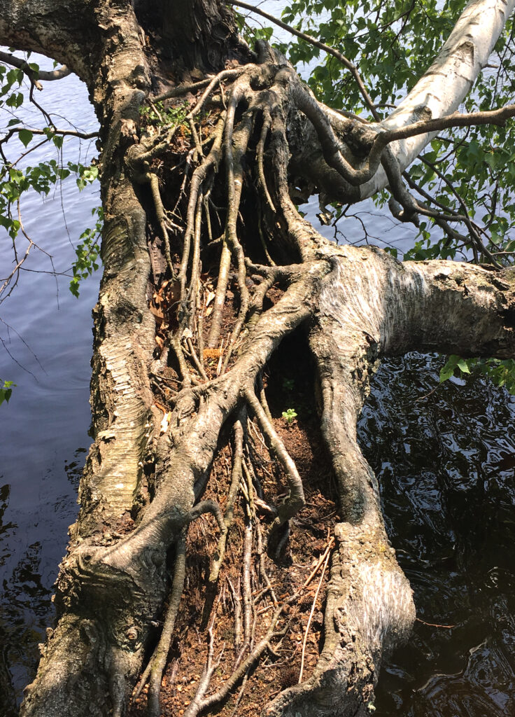 The Roots of Rejuvenation | Arnold Arboretum