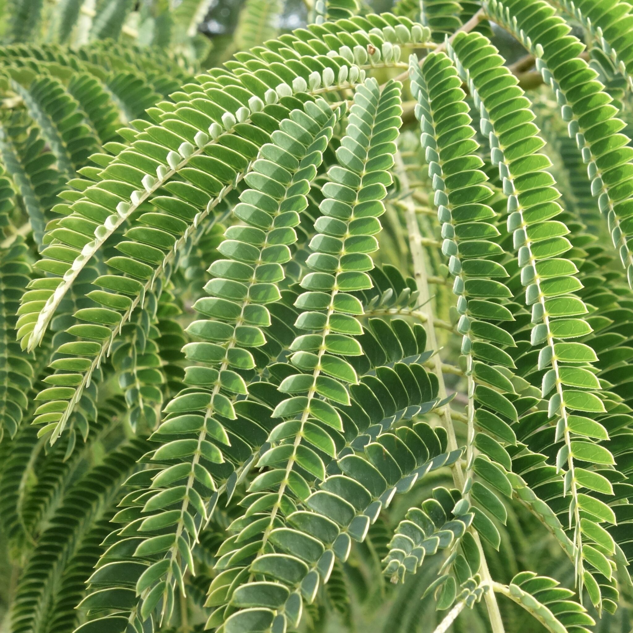 ‘Ernest Wilson’ Silk Tree - Arnold Arboretum
