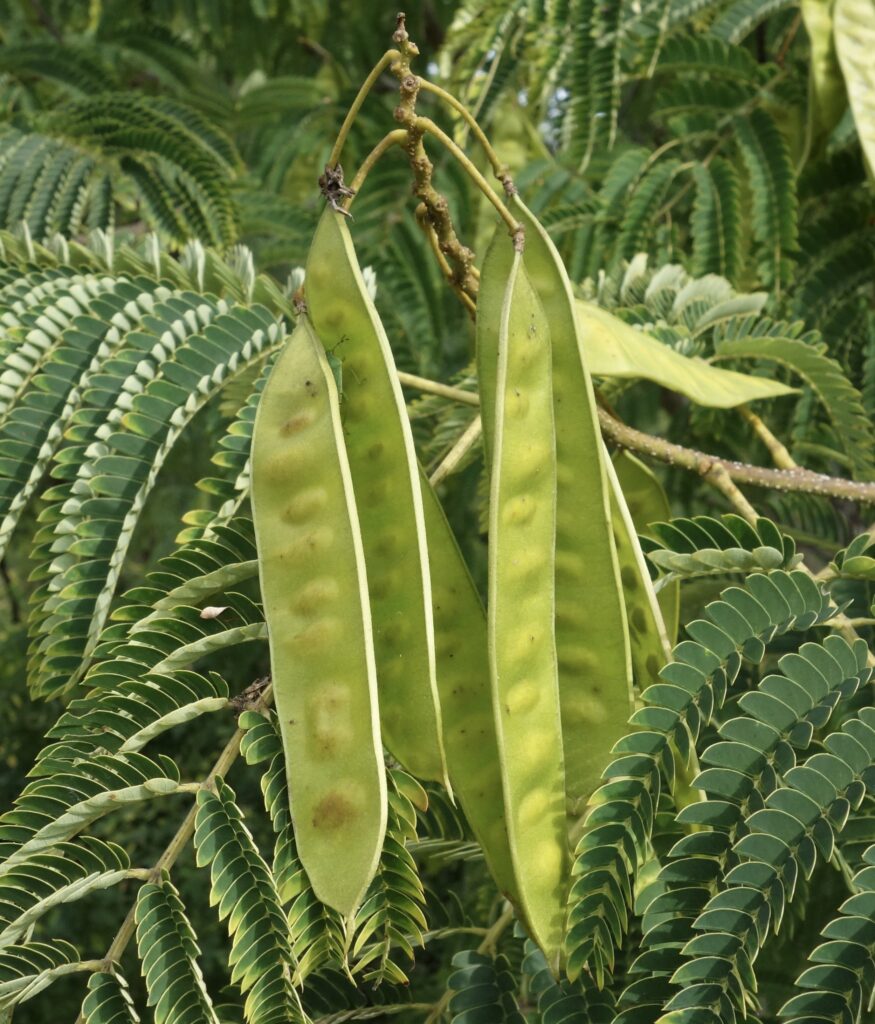 ‘Ernest Wilson’ Silk Tree - Arnold Arboretum