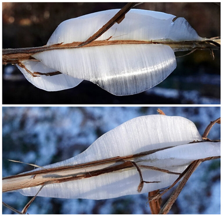 Ice Flowers at the Arnold Arboretum - Arnold Arboretum