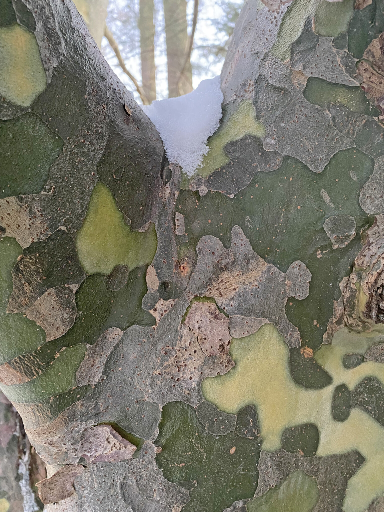 Pining for Beautiful Bark - Arnold Arboretum