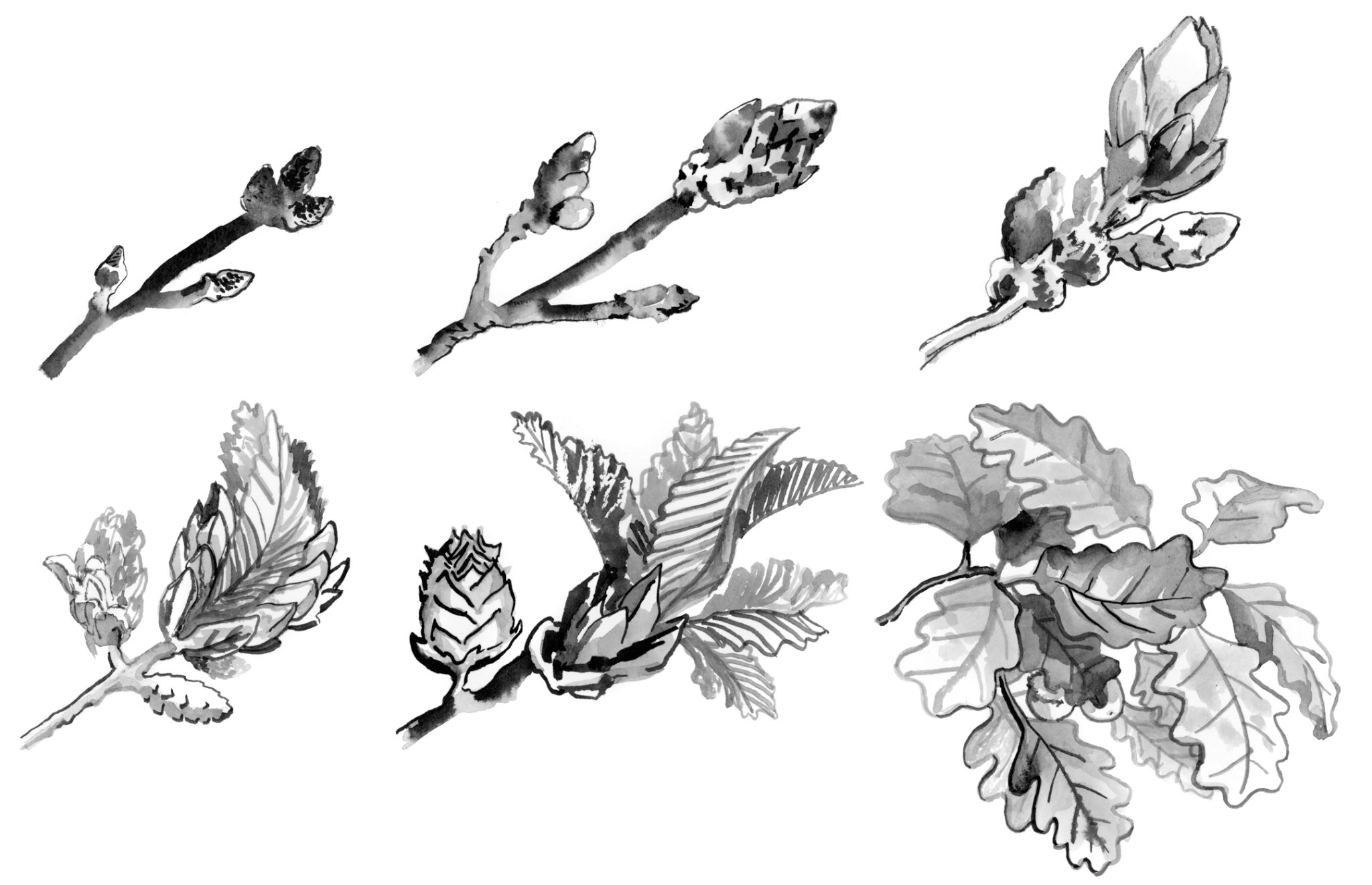 Bud Morphology - Arnold Arboretum