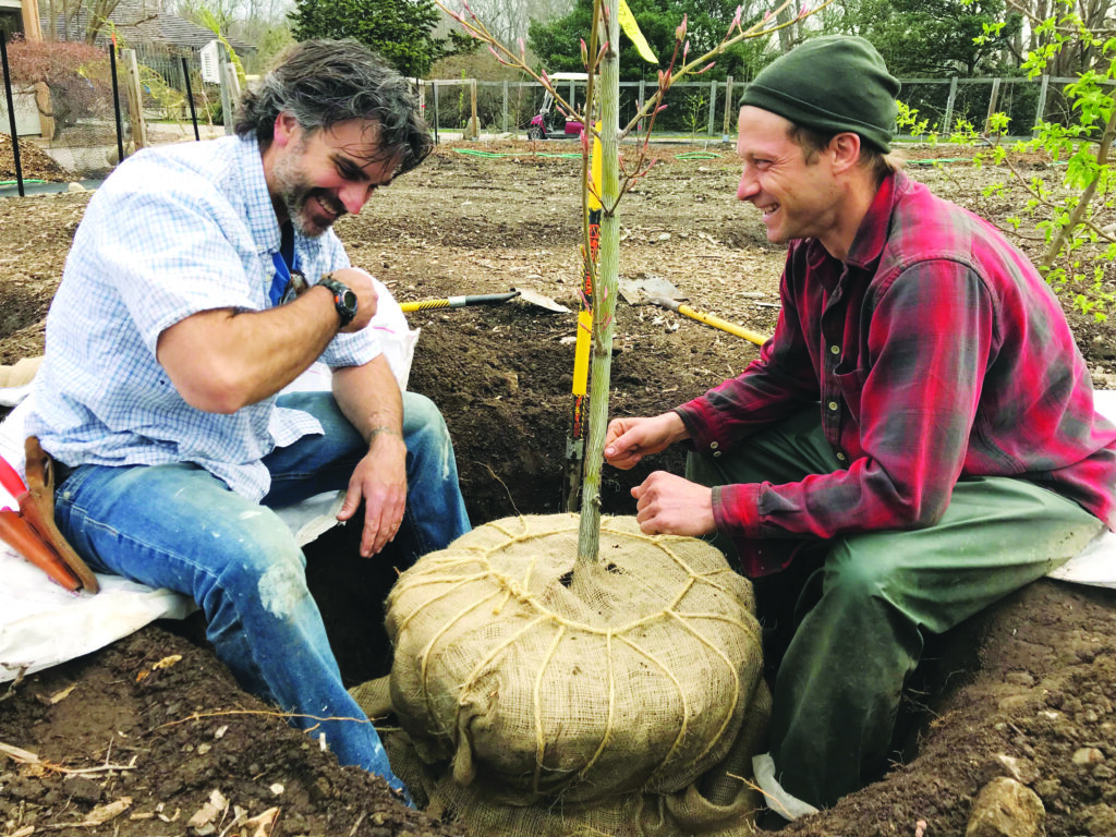 Balling and Burlapping - Arnold Arboretum
