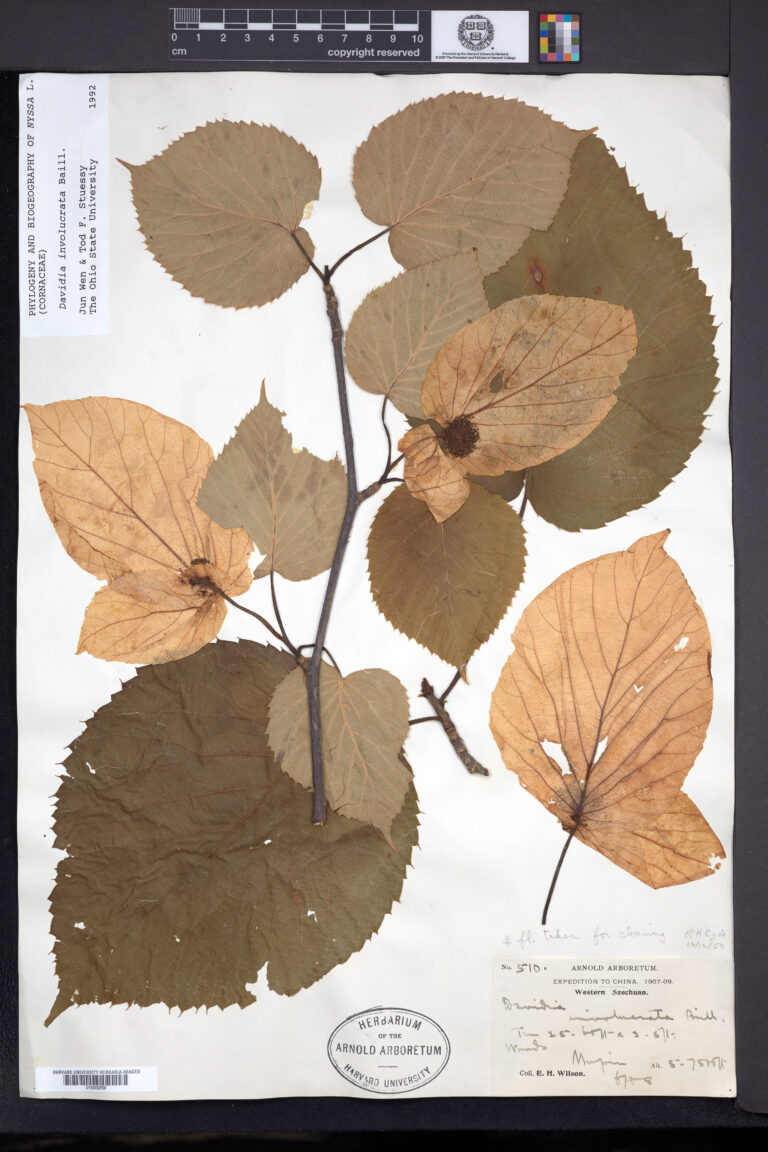 Dove Tree - Arnold Arboretum