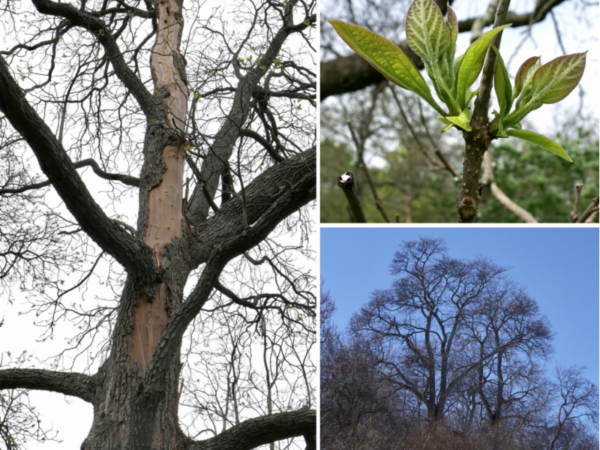 A Catalpa Tree Explodes - Arnold Arboretum | Arnold Arboretum