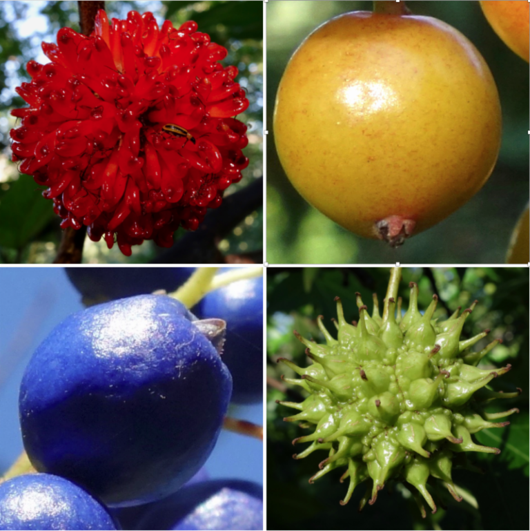 A Kaleidoscope of Fruits at the Arnold Arboretum - Arnold Arboretum
