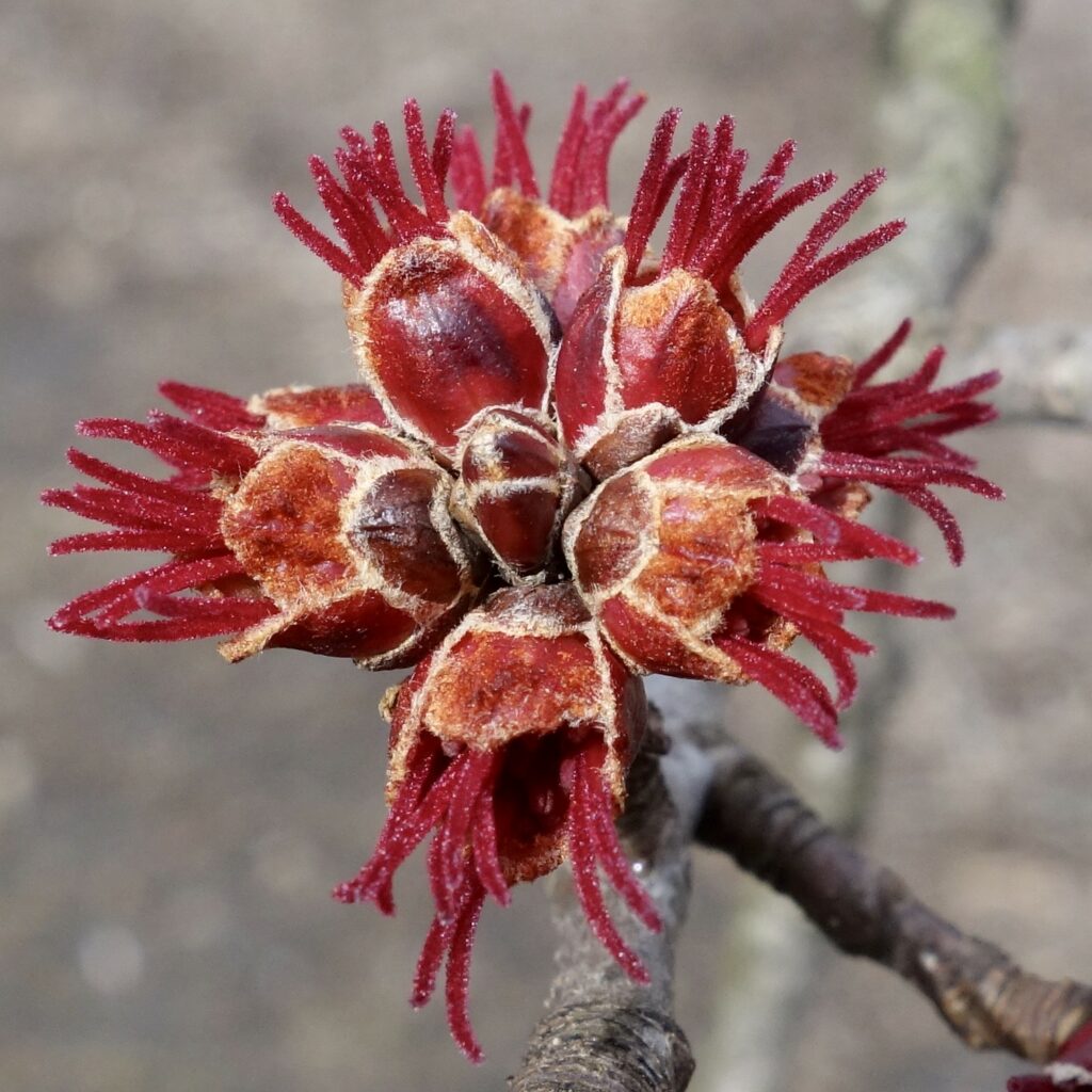 Early Spring Flowering Is Red - Arnold Arboretum