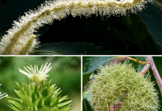 American Chestnuts in Flower - Arnold Arboretum | Arnold Arboretum