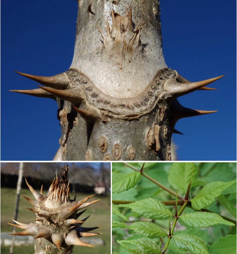 Armed and Dangerous Plants in the Arnold Arboretum (Part 1) - Arnold ...