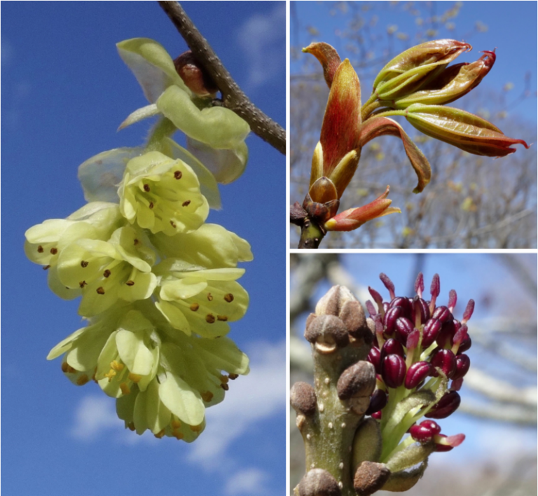 Billions of Buds are Opening - Arnold Arboretum | Arnold Arboretum