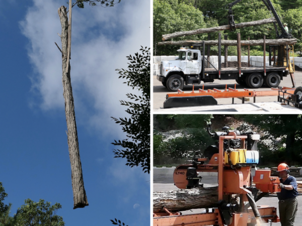 Black Locust Tree Levitates Over the Arboretum - Arnold Arboretum ...