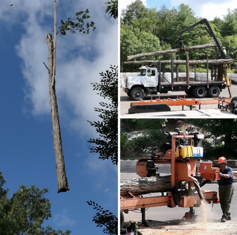Black Locust Tree Levitates Over the Arboretum - Arnold Arboretum